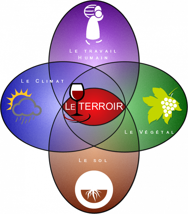 Le végétal et ses sélections dans le temps